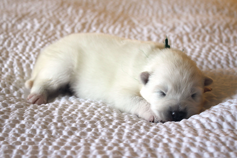 DzLegndary Samoyeds