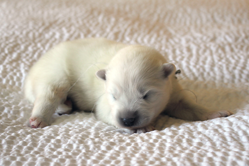 DzLegndary Samoyeds