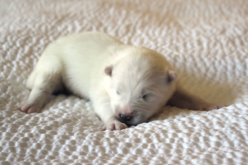 DzLegndary Samoyeds
