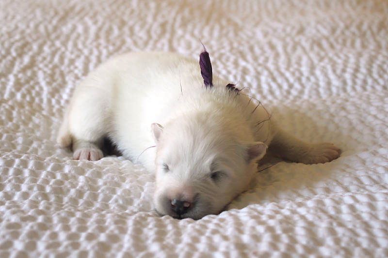DzLegndary Samoyeds