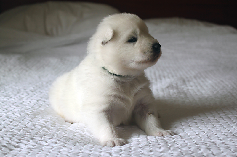 DzLegndary Samoyeds