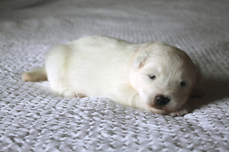 DzLegndary Samoyeds
