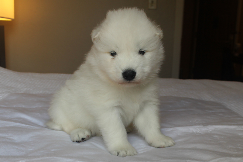 DzLegndary Samoyeds