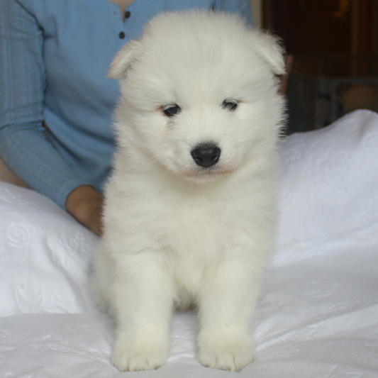 DzLegndary Samoyeds