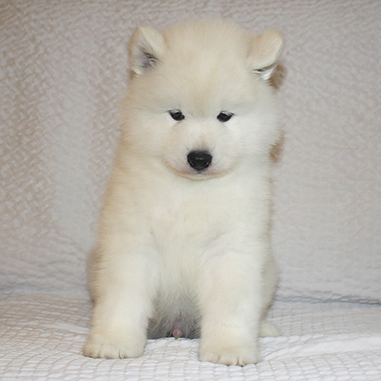 DzLegndary Samoyeds