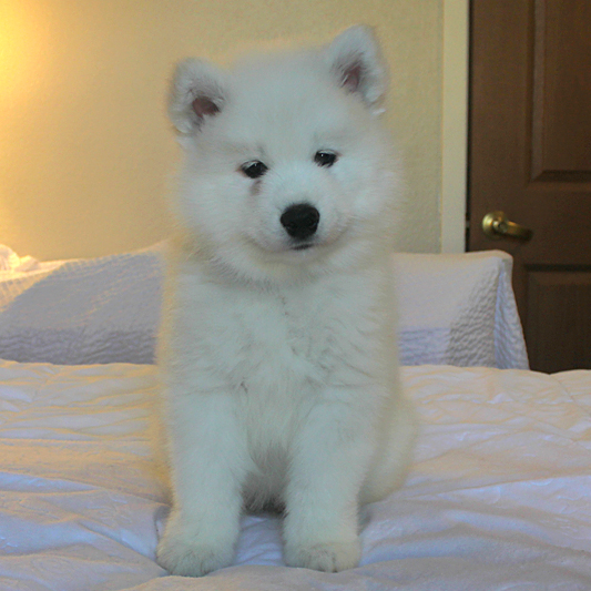 DzLegndary Samoyeds