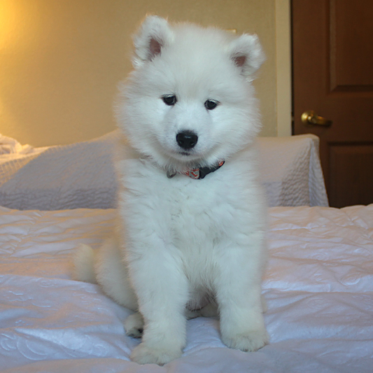 DzLegndary Samoyeds