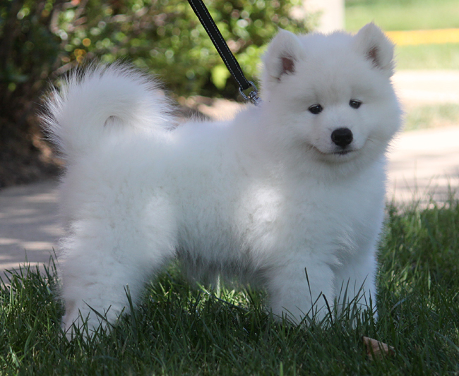 DzLegndary Samoyeds