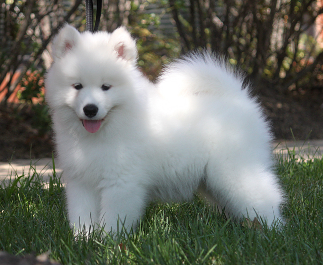 DzLegndary Samoyeds