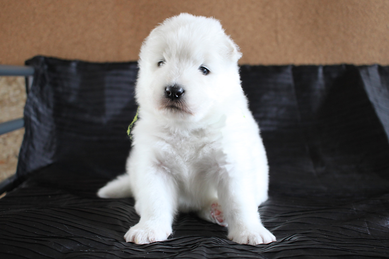 DzLegndary Samoyeds