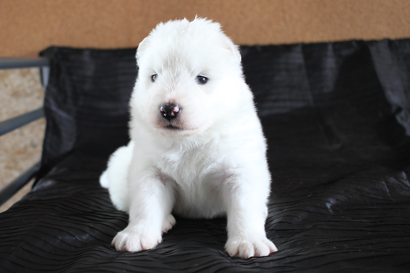 DzLegndary Samoyeds