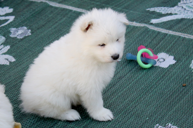 DzLegndary Samoyeds