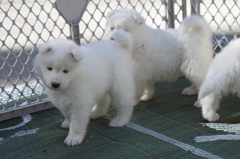 DzLegndary Samoyeds