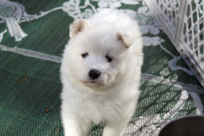DzLegndary Samoyeds