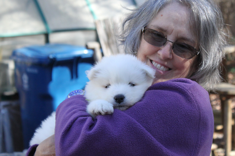 DzLegndary Samoyeds