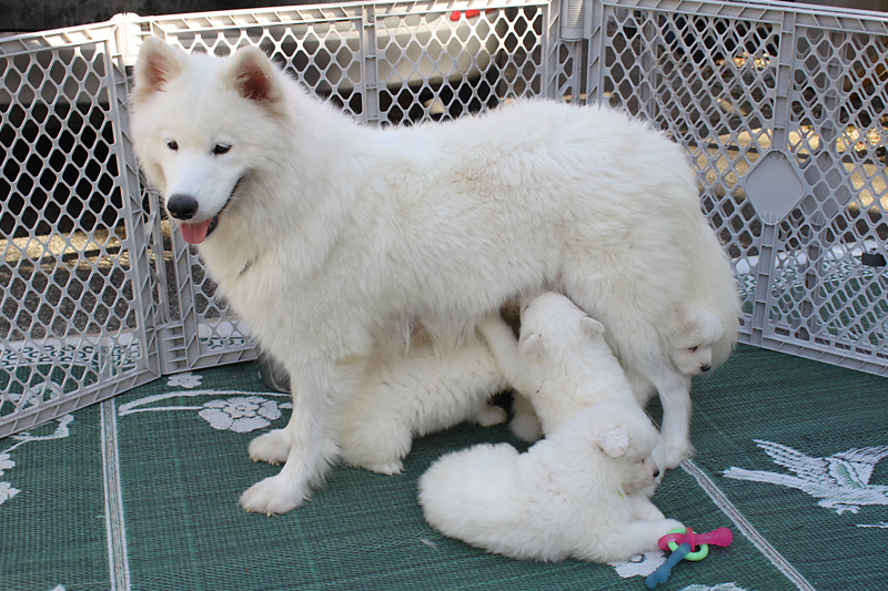DzLegndary Samoyeds