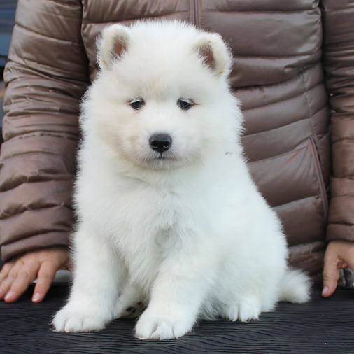 DzLegndary Samoyeds